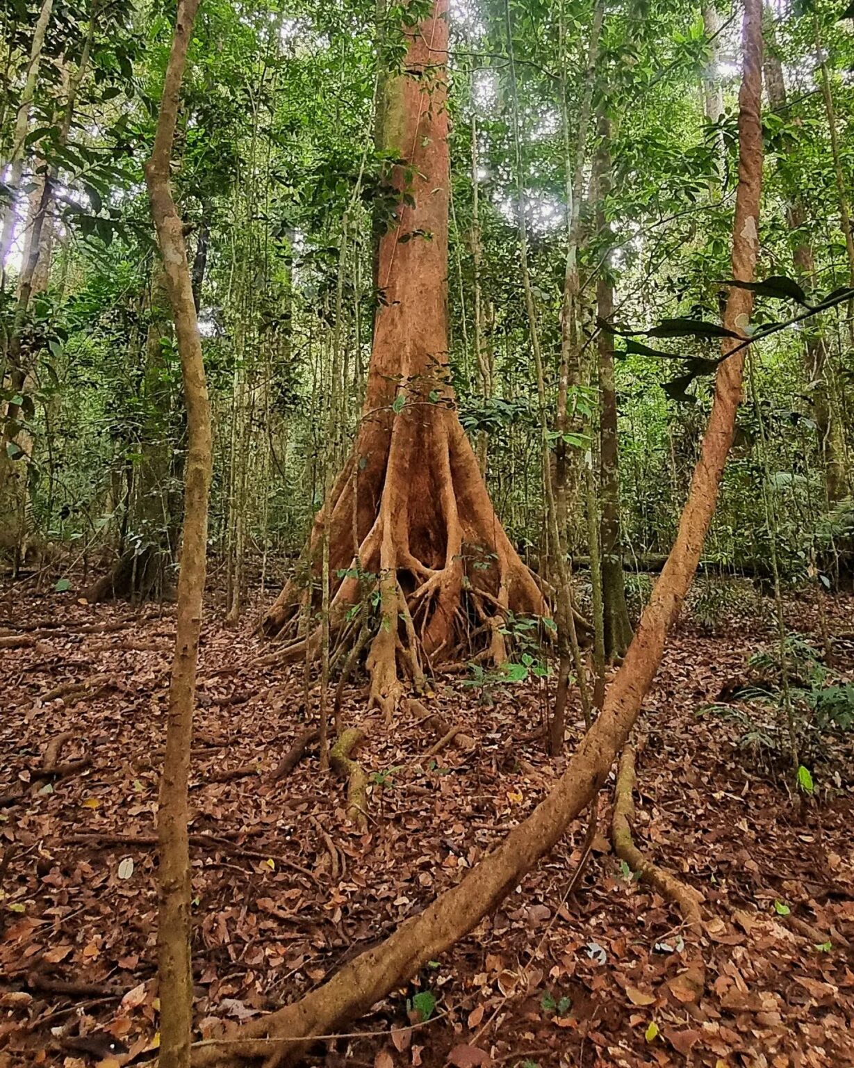 Grey satin ash (1) | The-canopy-treehouses