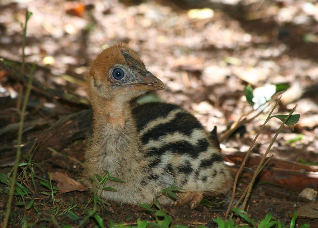 cassowary-1 | The-canopy-treehouses