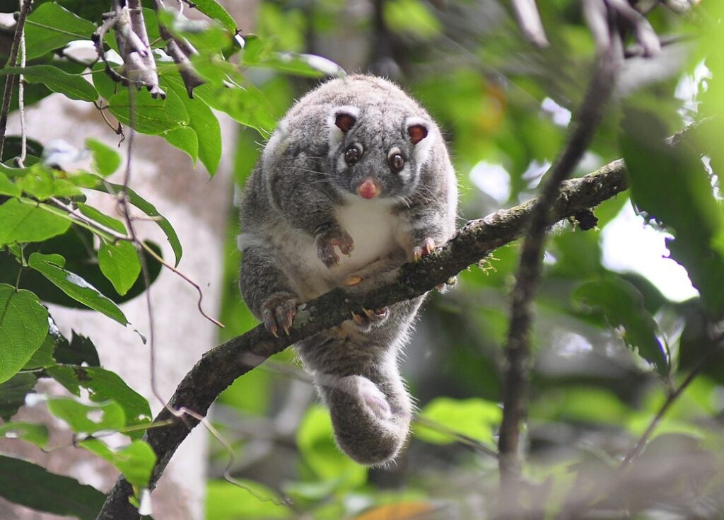 Green Possum | The-canopy-treehouses