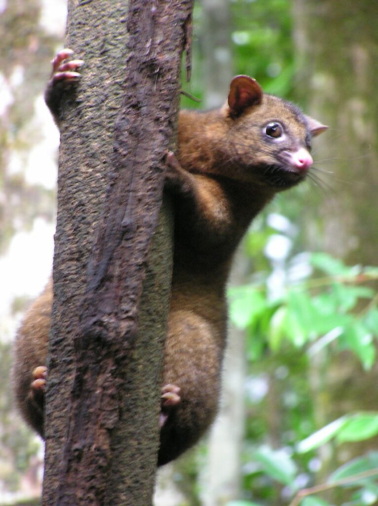 Possum | The-canopy-treehouses