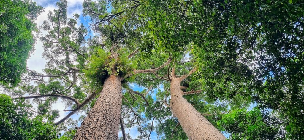 Tree canopy | The-canopy-treehouses