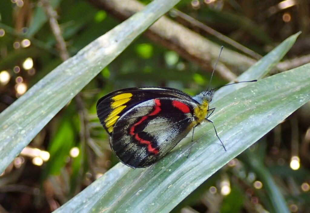 butterfly | The-canopy-treehouses